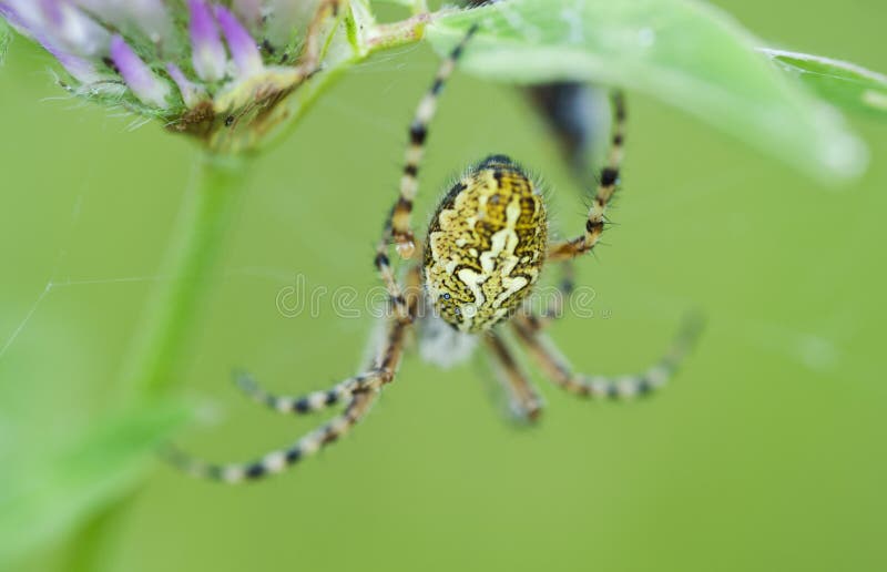 The Pattern on the Back of the Spider Stock Photo - Image of green ...