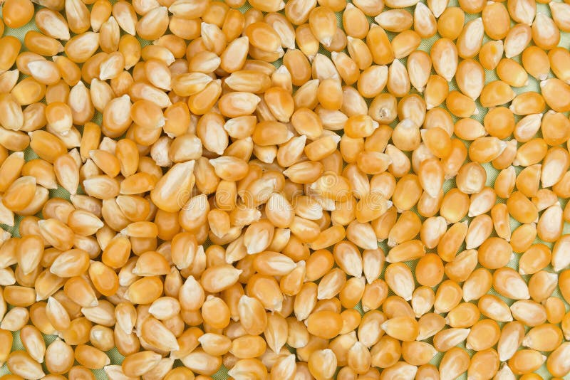 Corn Texture. Yellow Corns As Background. Maize Grains Texture ...