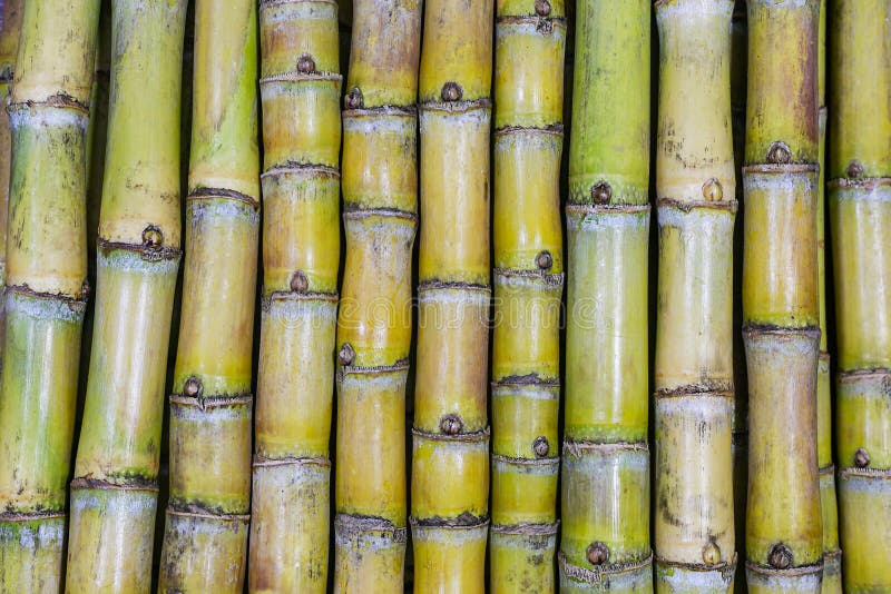Sugarcane in row stock image. Image of lush, hold, closeup - 22059885