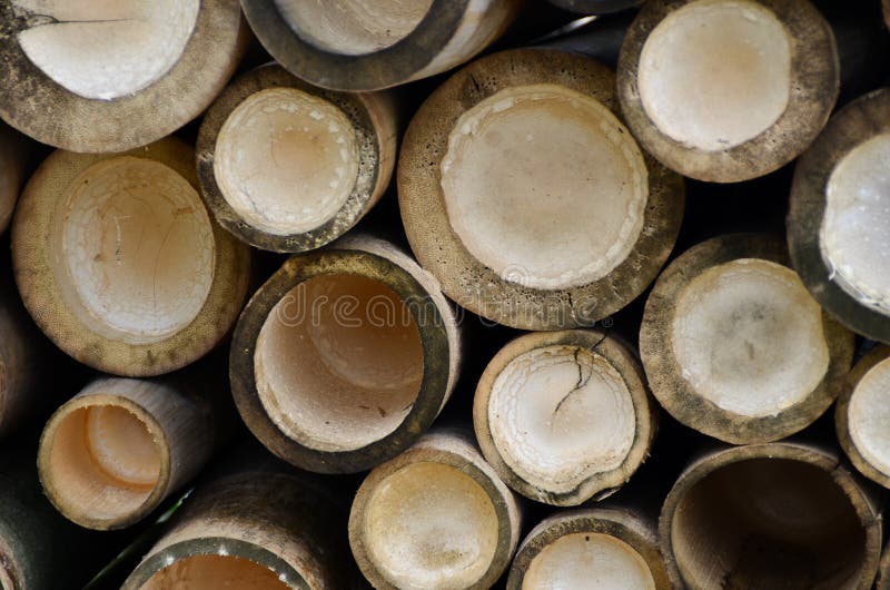 A pattern of bamboo stalks stock image. Image of bamboo - 63339625