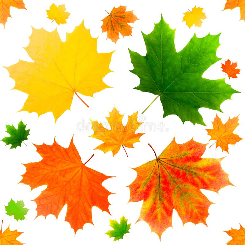 Pattern with Beautiful Natural Color Maple Leaves Stock Illustration ...