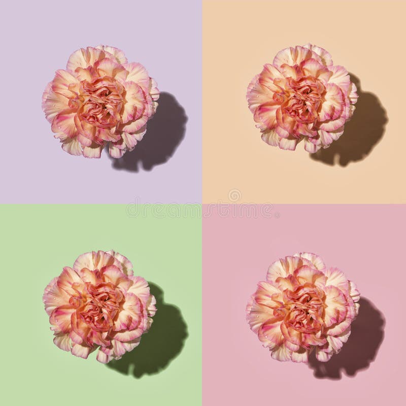 Pattern of a Beautiful Pink Carnation Flowers with Harsh Light Stock ...
