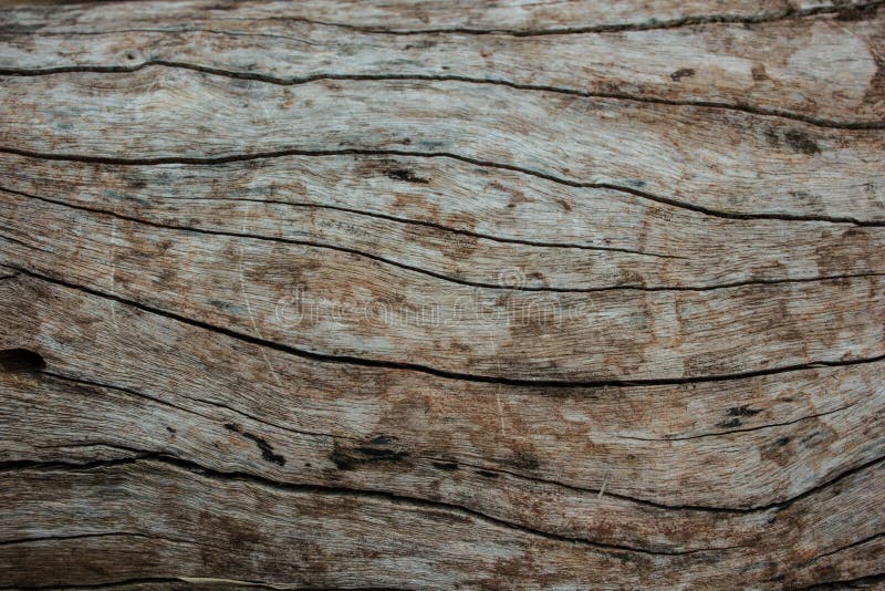 Pattern of Beautiful Wood Texture Stock Photo - Image of classic, ring ...