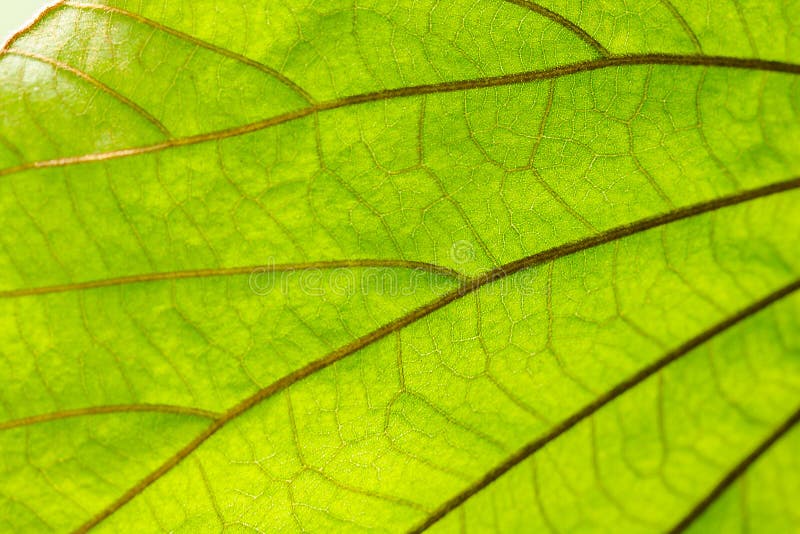 Pattern on the Back of Leaves Stock Image - Image of ecology, light ...