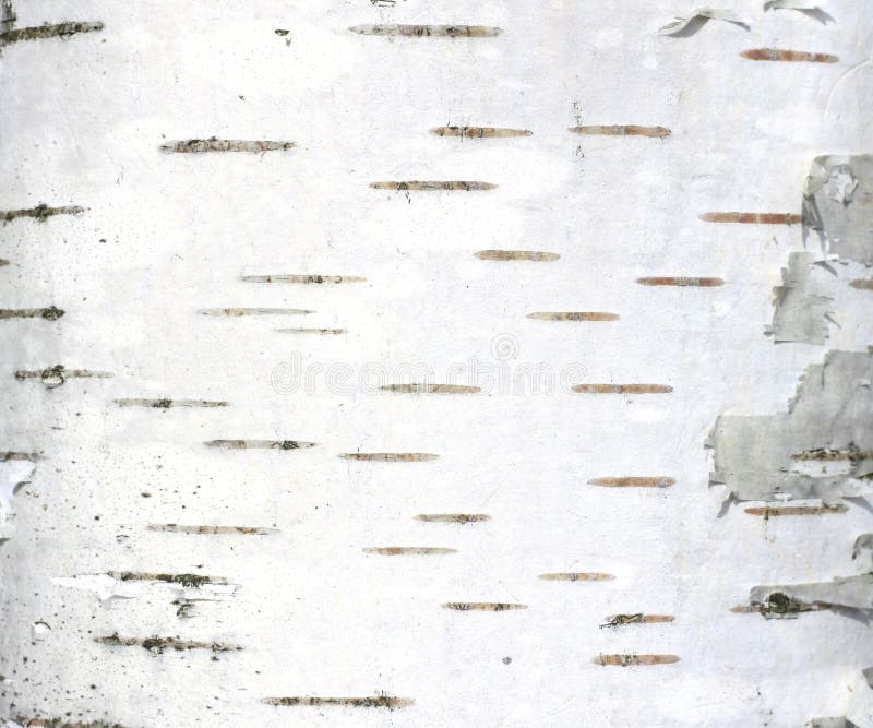 Pattern of Birch Bark with Black Birch Stripes Stock Image - Image of ...