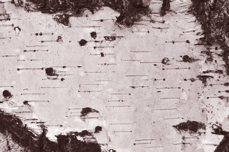 Pattern of Birch Bark with Black Birch Stripes Stock Image - Image of sketch, wood: 340001549