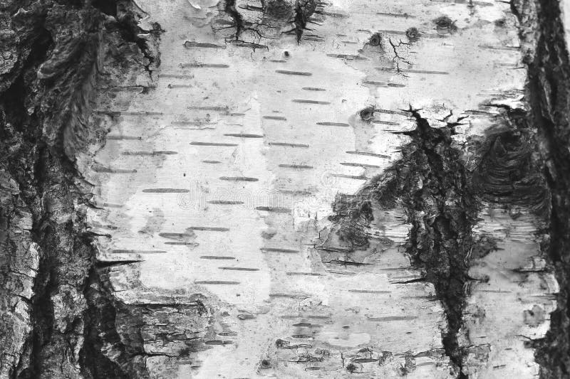 Pattern of Birch Bark with Black Birch Stripes Stock Image - Image of tree, leaf: 341019839