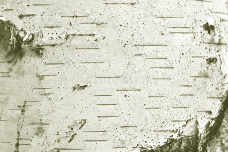 Pattern of Birch Bark with Black Birch Stripes Stock Photo - Image of ...