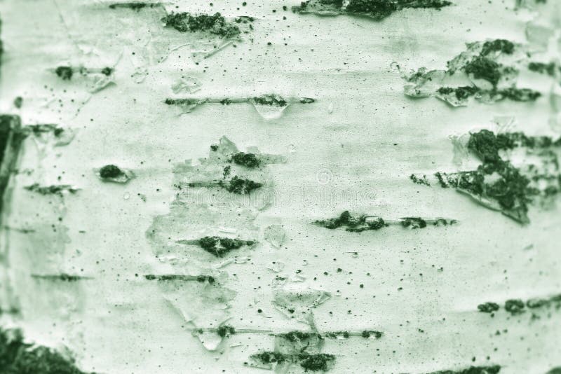 Pattern of Birch Bark with Black Birch Stripes Stock Image - Image of ...