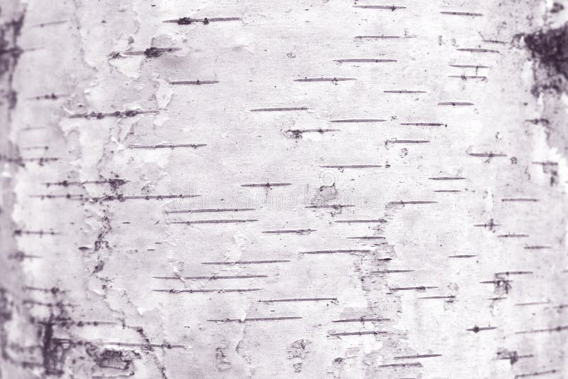 Pattern of Birch Bark with Black Birch Stripes Stock Photo - Image of ...