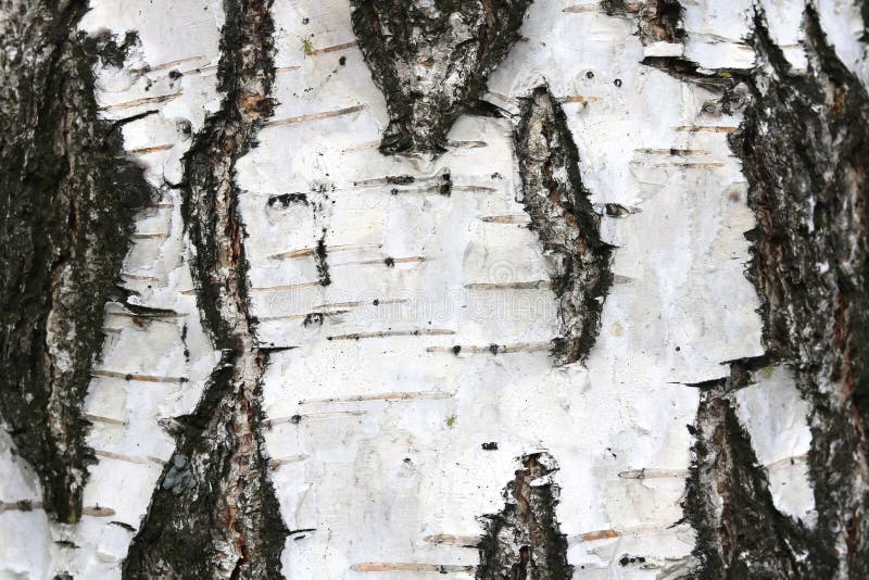 Pattern of Birch Bark with Black Birch Stripes on White Birch Bark ...