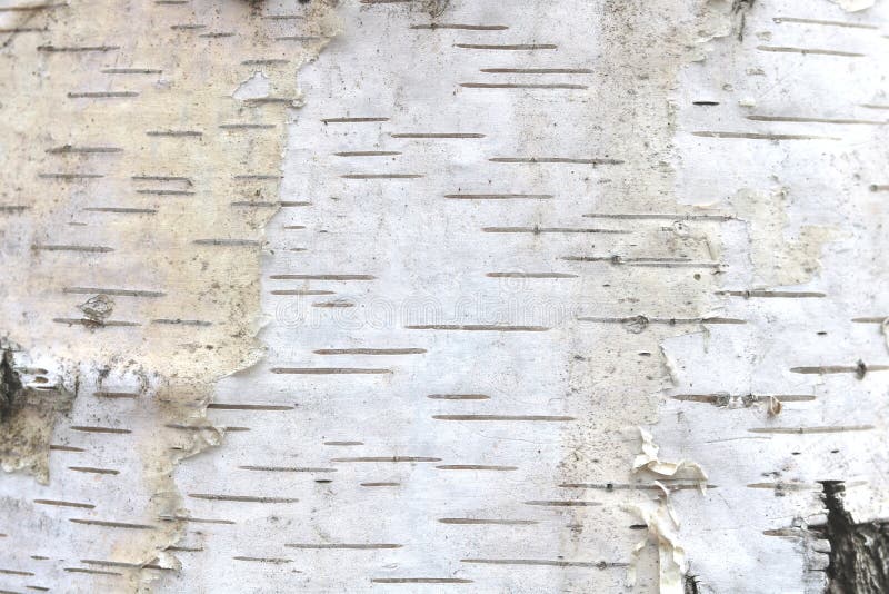 Pattern Of Birch Bark With Black Birch Stripes On White Birch Bark ...