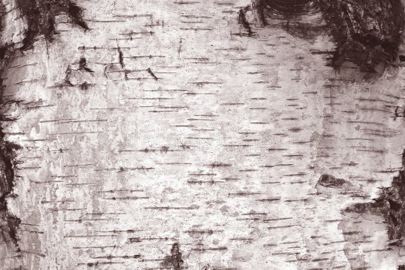 Pattern of Birch Bark with Black Birch Stripes Stock Photo - Image of ...