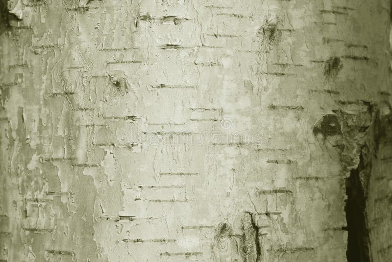Pattern of Birch Bark with Black Birch Stripes Stock Image - Image of ...