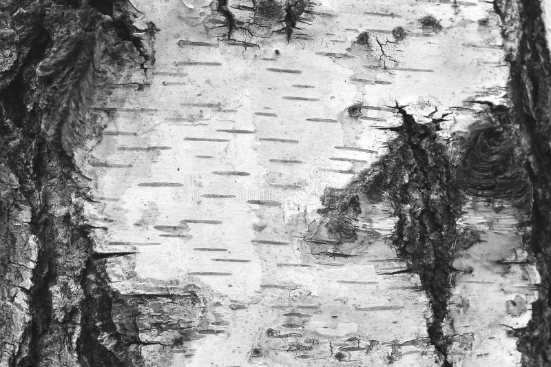 Pattern of Birch Bark with Black Birch Stripes Stock Image - Image of rock, trunk: 351214349