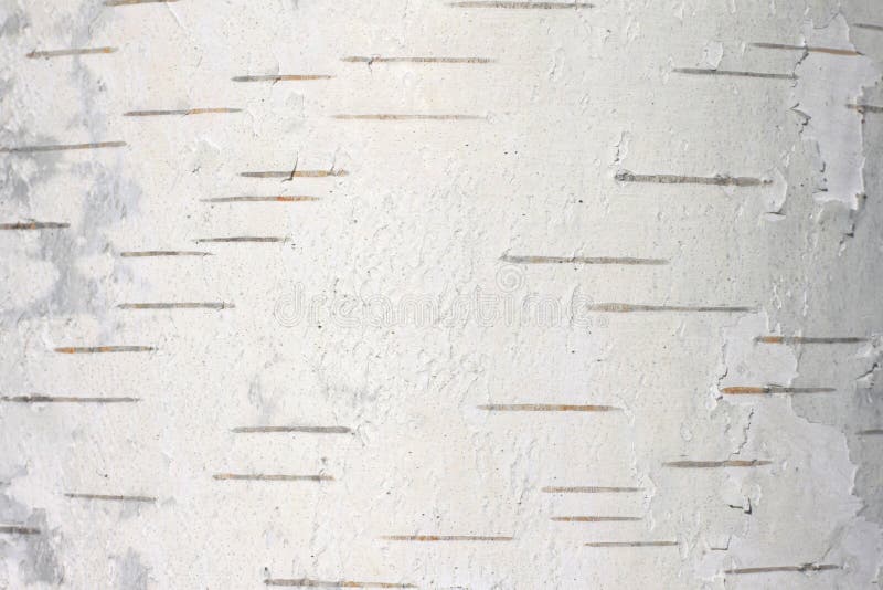 Pattern of Birch Bark with Black Birch Stripes on White Birch Bark ...