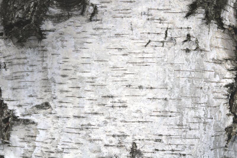 Pattern of Birch Bark with Black Birch Stripes on White Birch Bark ...