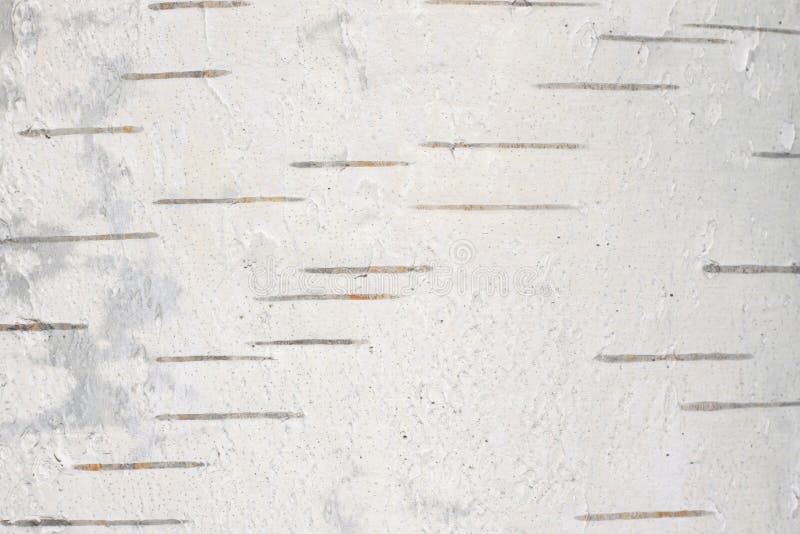 Pattern of Birch Bark with Black Birch Stripes on White Birch Bark ...