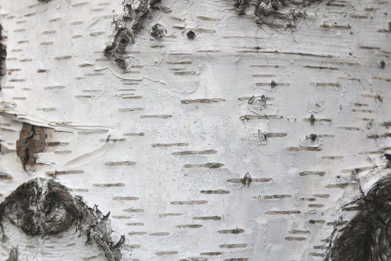 Pattern of Birch Bark with Black Birch Stripes on White Birch Bark ...