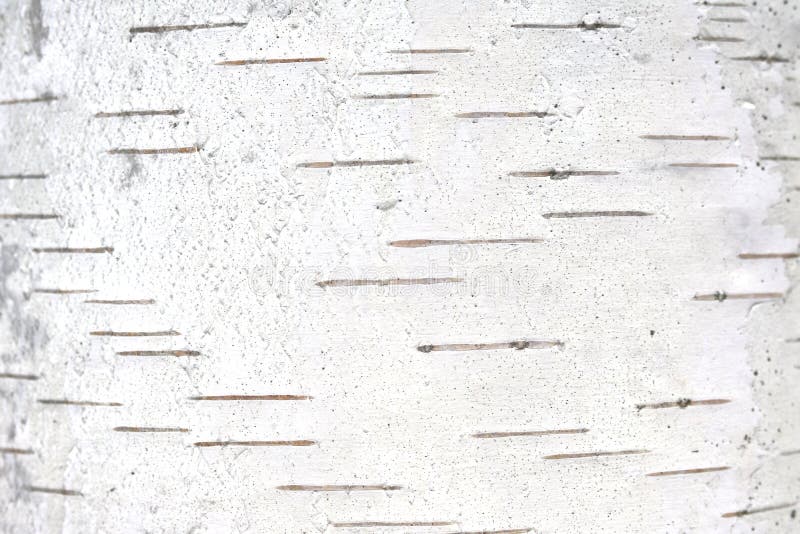 Pattern of Birch Bark with Black Birch Stripes Stock Photo - Image of desk, rusty: 146280628