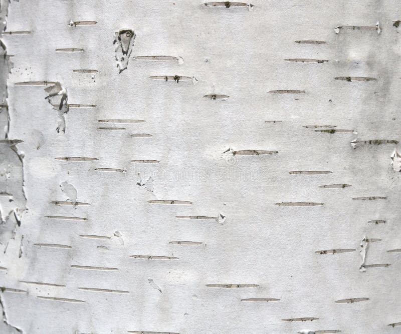 Pattern of Birch Bark with Black Birch Stripes on White Birch Bark ...