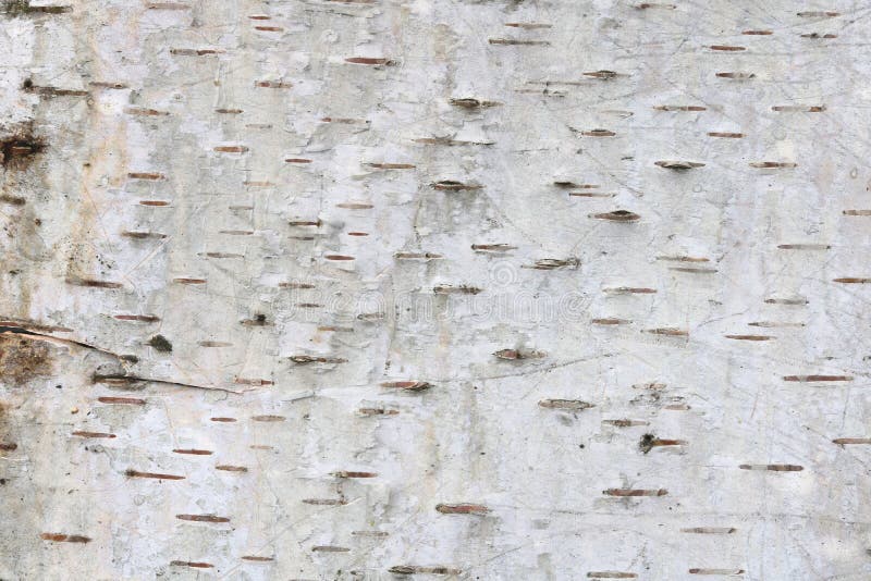 Pattern of Birch Bark with Black Birch Stripes Stock Image - Image of ...