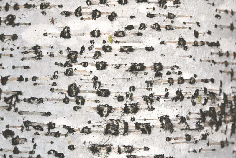 Pattern of Birch Bark with Black Birch Stripes Stock Image - Image of ...