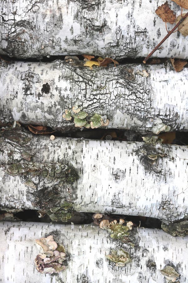 Pattern of Birch Bark with Black Birch Stripes on White Birch Bark ...