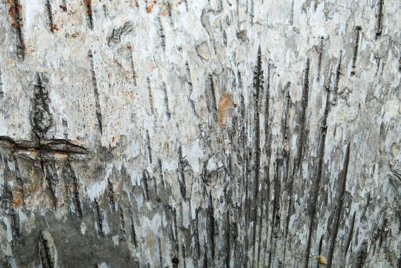 Pattern of Birch Bark with Black Birch Stripes on White Birch Bark and ...