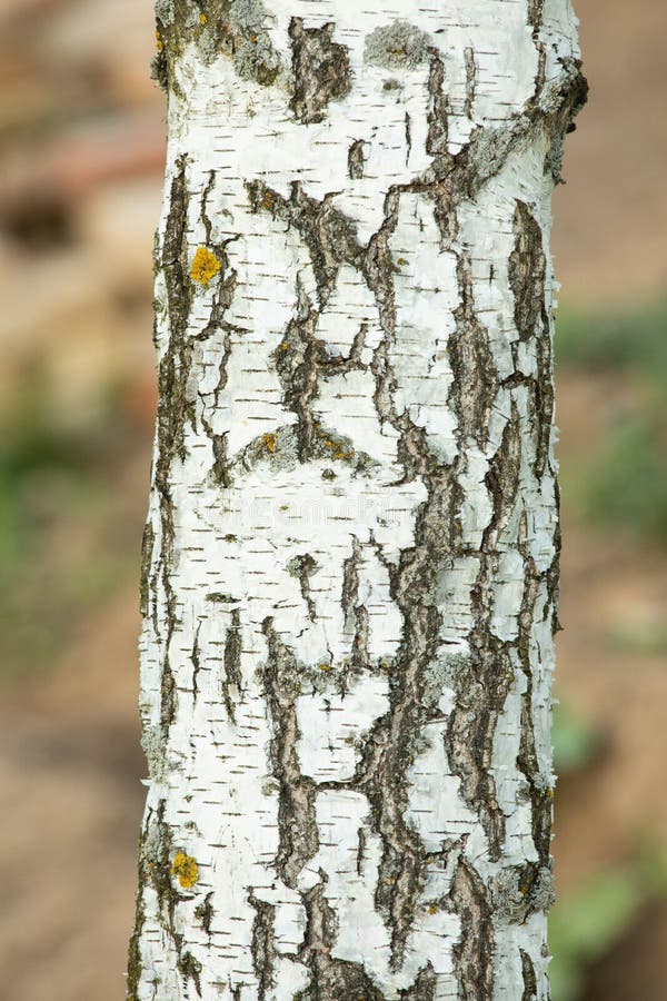 Pattern of Birch Bark with Black Birch Stripes on White Birch Bark and ...