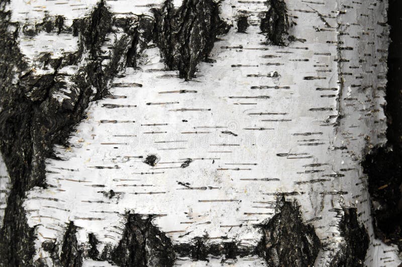 Pattern of Birch Bark with Black Stripes on White Bark Stock Photo ...