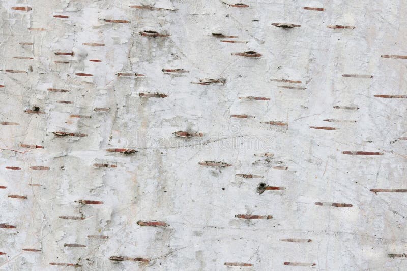 Pattern of Birch Bark with Black Birch Stripes on White Birch Bark ...
