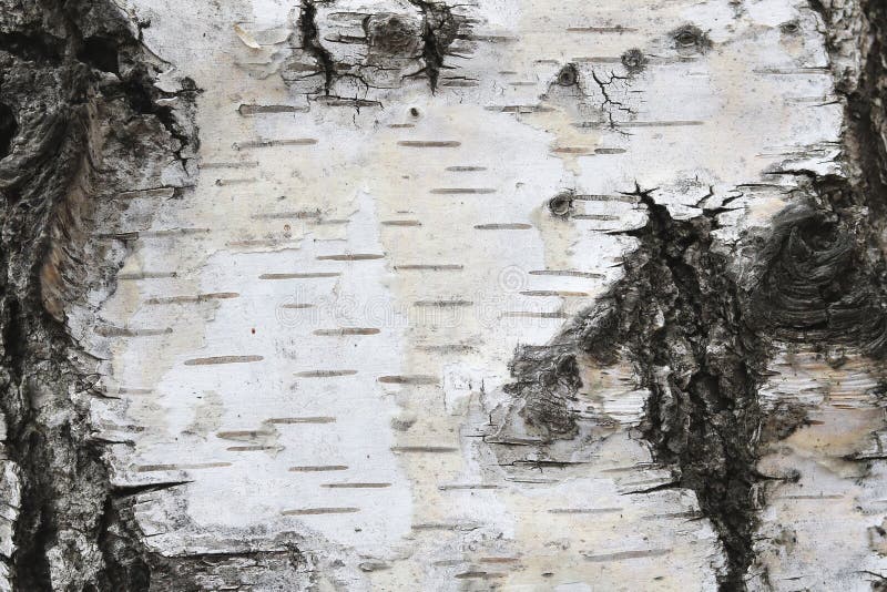 Pattern of Birch Bark with Black Birch Bark Stripes on White Birch Bark ...