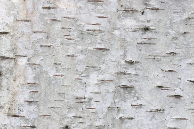 Pattern of Birch Bark with Black Birch Bark Stripes on White Birch Bark ...