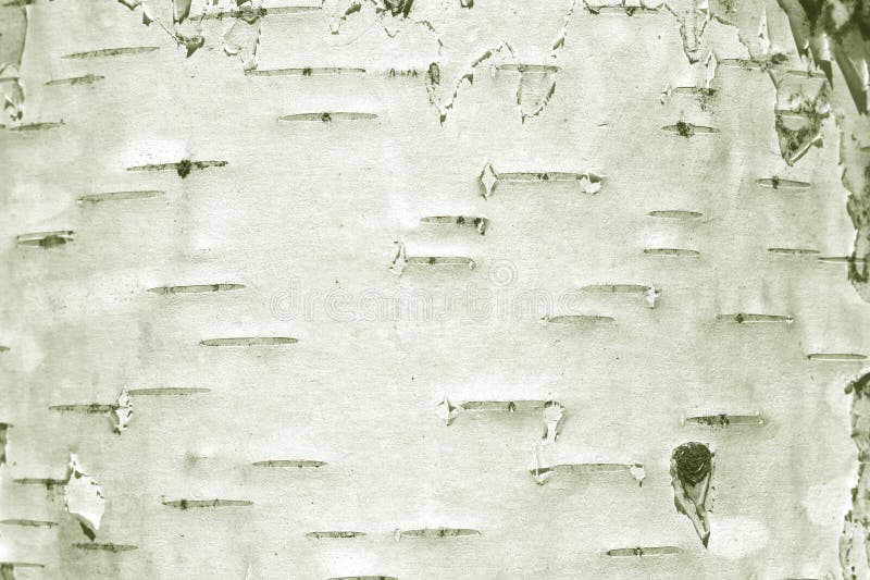 Pattern of Birch Bark with Black Birch Stripes Stock Image - Image of ...