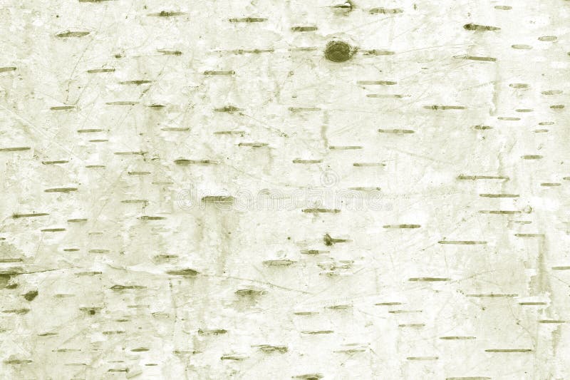 Pattern of Birch Bark with Black Birch Stripes Stock Image - Image of ...