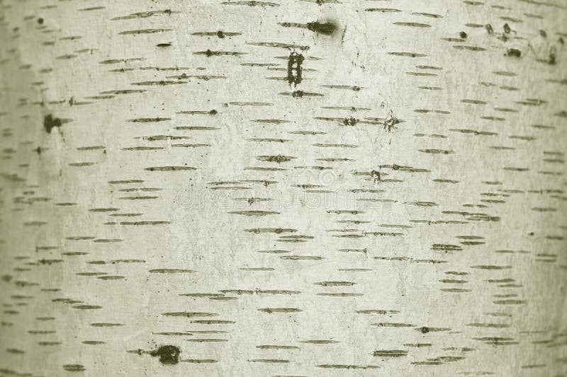 Pattern of Birch Bark with Black Birch Stripes Stock Photo - Image of decoration, black: 338885508