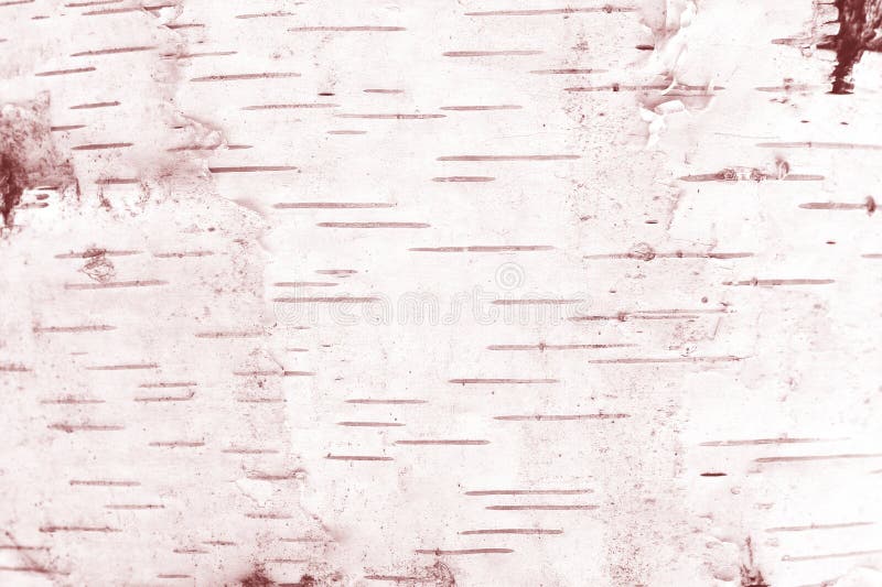 Pattern of Birch Bark with Black Birch Stripes Stock Photo - Image of ...