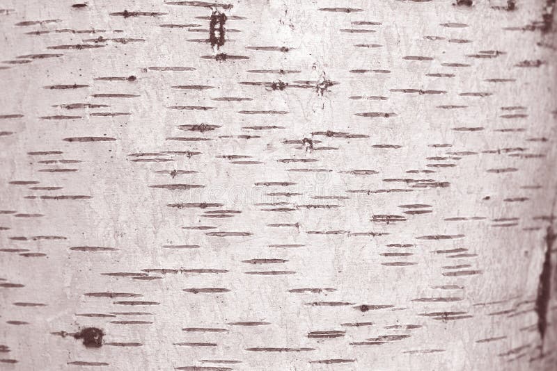 Pattern of Birch Bark with Black Birch Stripes Stock Photo - Image of white, pattern: 341745976