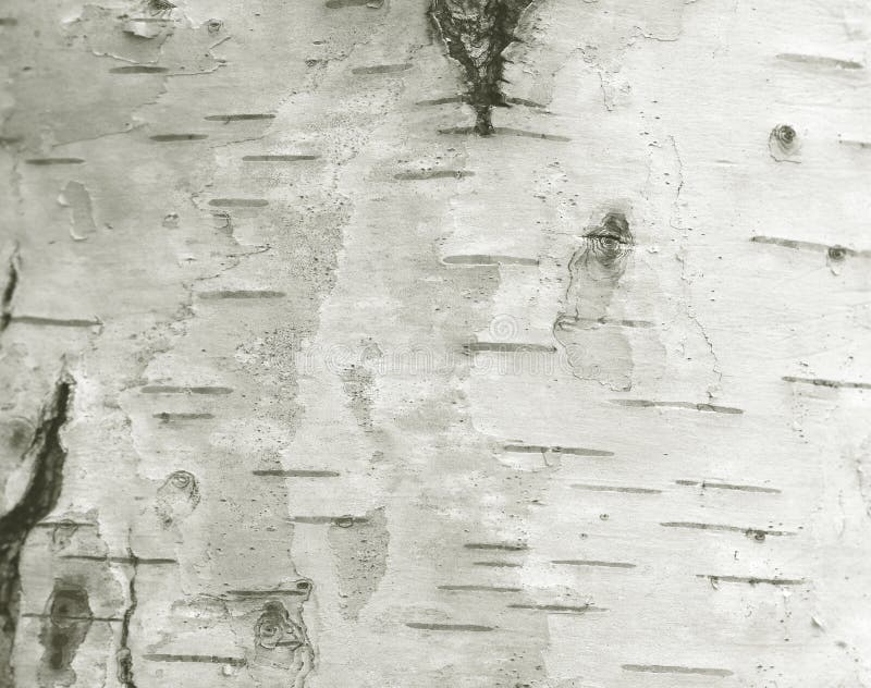 Pattern of Birch Bark with Black Birch Stripes Stock Photo - Image of ...