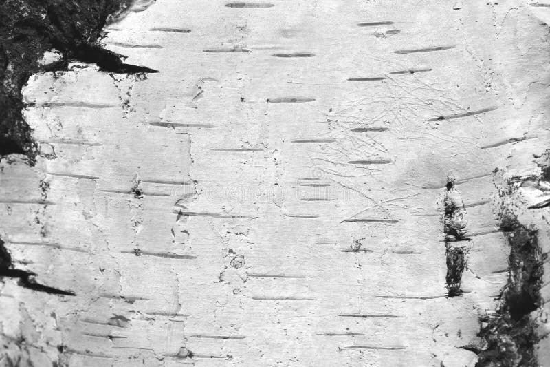 Pattern of Birch Bark with Black Birch Stripes Stock Photo - Image of ...