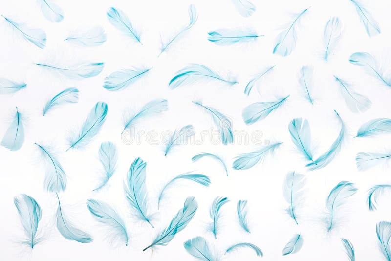 Pattern of Blue Lightweight and Soft Feathers Isolated on White. Stock ...
