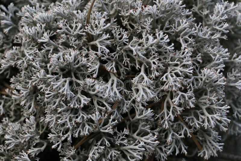 Blue Moss Looking Like Sponge in a Deep Forest. Spring. Macro Stock ...