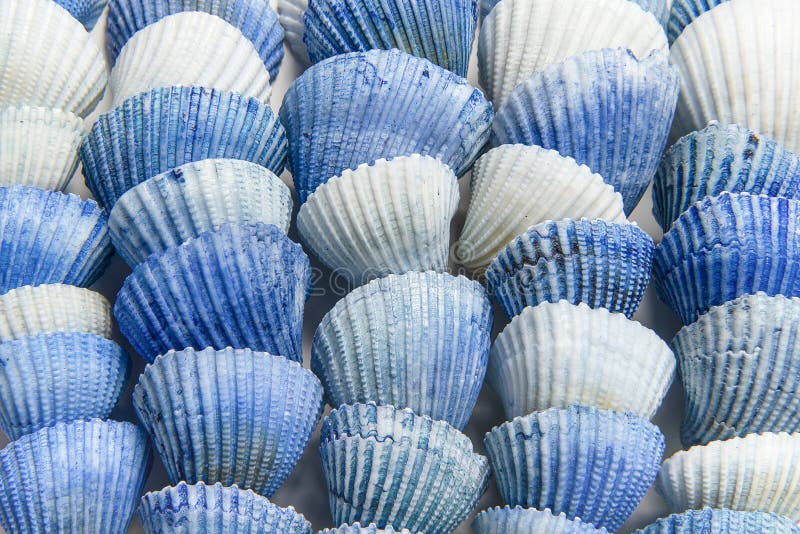 Pattern of Blue Shells in a Row in a Full Frame Stucture As a ...