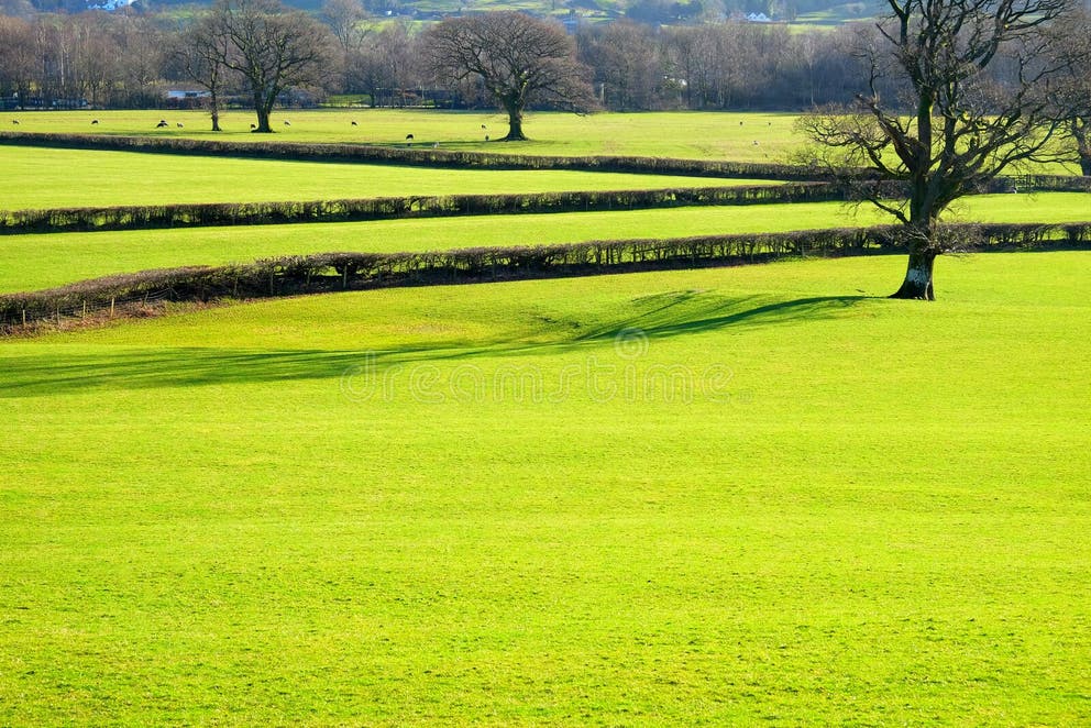 A Pattern of Bright Green Empty Grazing Fields with Short Grass Stock ...