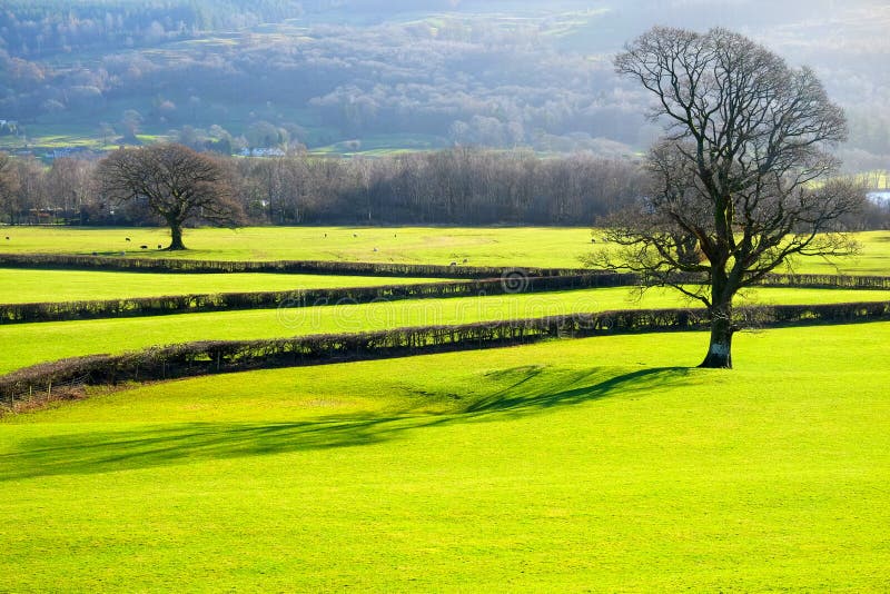 A Pattern of Bright Green Empty Grazing Fields with Short Grass Stock ...