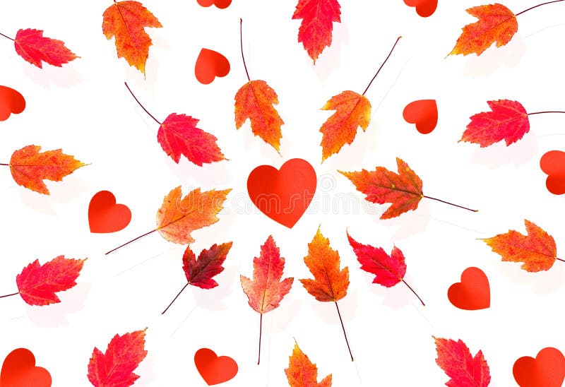 Pattern of Bright Red, Maroon Autumn Leaves on a White Background Stock ...