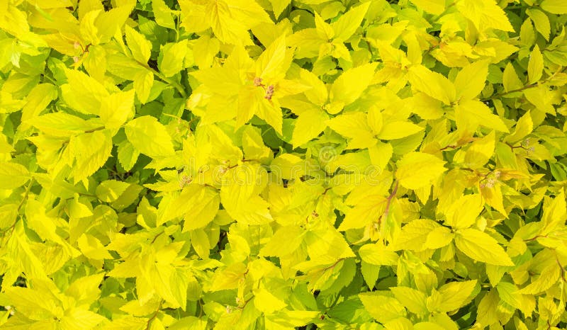 Pattern of Bright Yellow Leaves of Spring Japanese Spirea Stock Photo ...