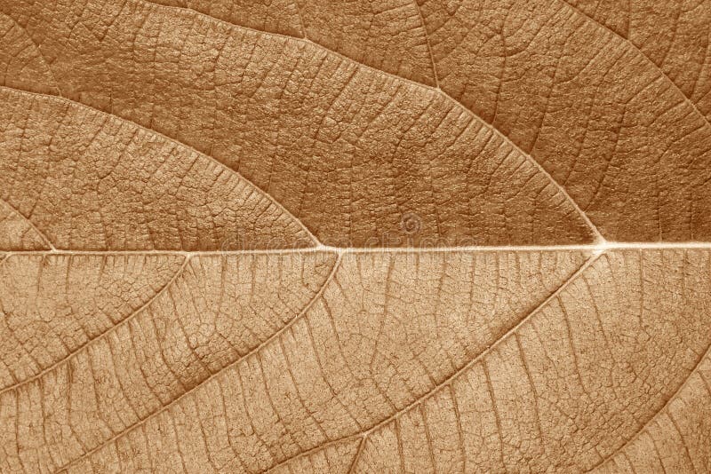 Pattern of brown leaf stock image. Image of grow, leaf - 195951303