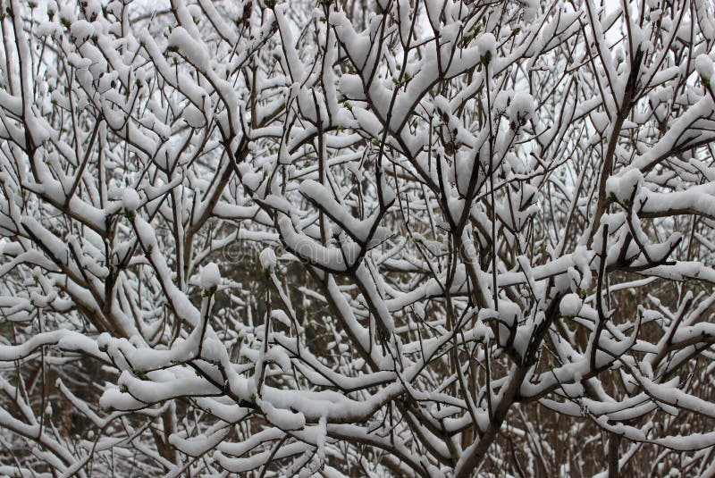 Pattern of Bush Branches Covered with Powder Snow Stock Image - Image ...